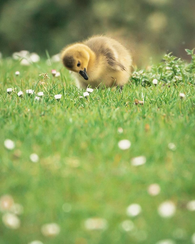 Elever des poussins • Astuces et conseils • Poulaillers.com